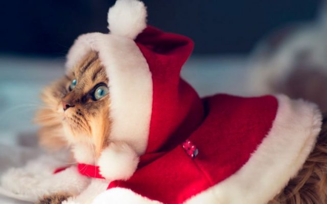 Красивые новогодние аватарки (50 фото) 🌟