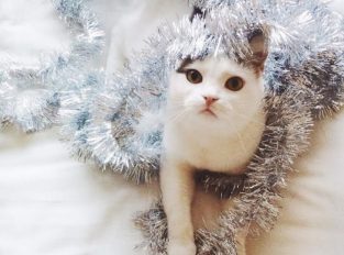 Красивые новогодние аватарки (50 фото) 🌟