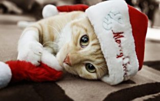 Красивые новогодние аватарки (50 фото) 🌟